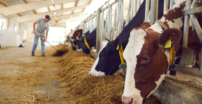 Tips Pembukuan Bisnis Peternakan dan Pertanian